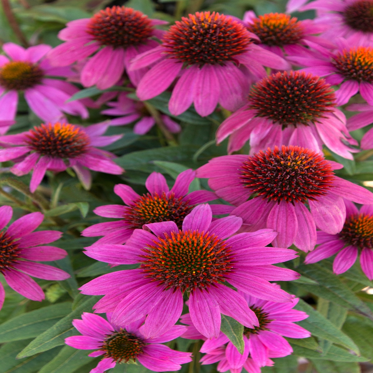 Echinacea Purpurea PowWow Wild Berry Coneflower | SiteOne
