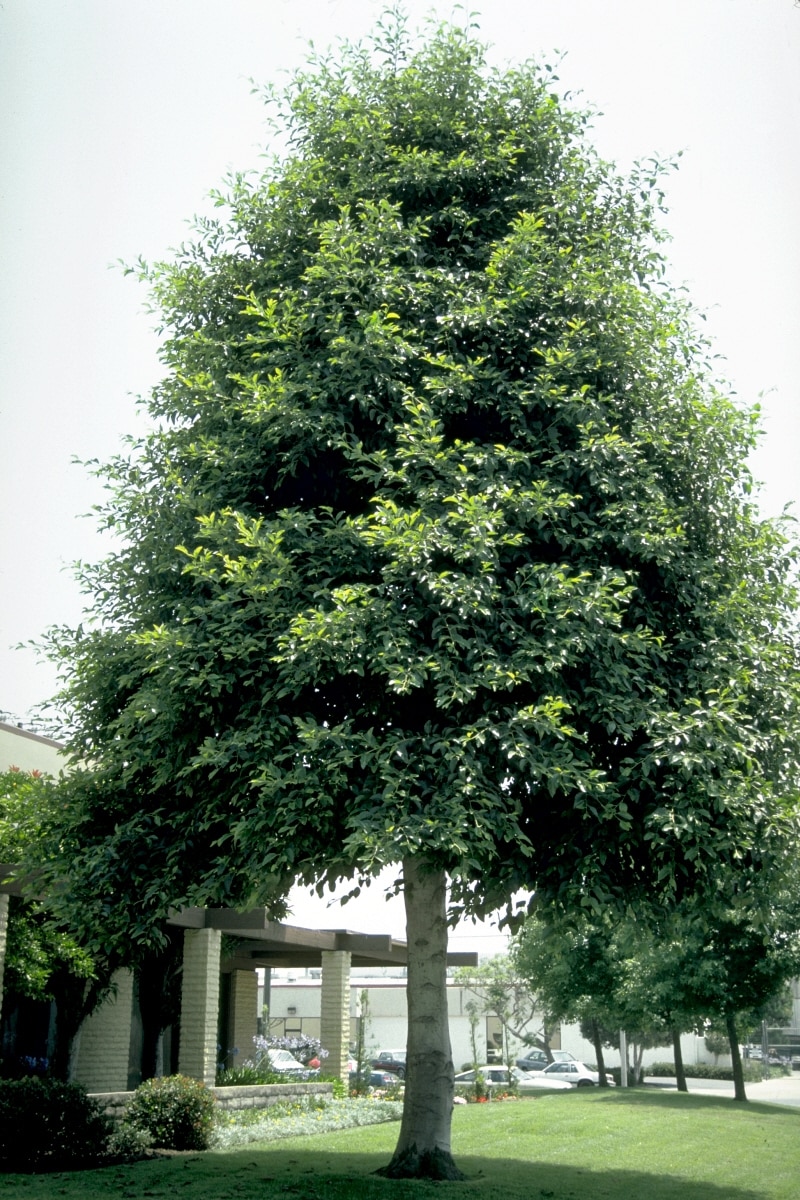 Alnus Rhombifolia White Alder | SiteOne