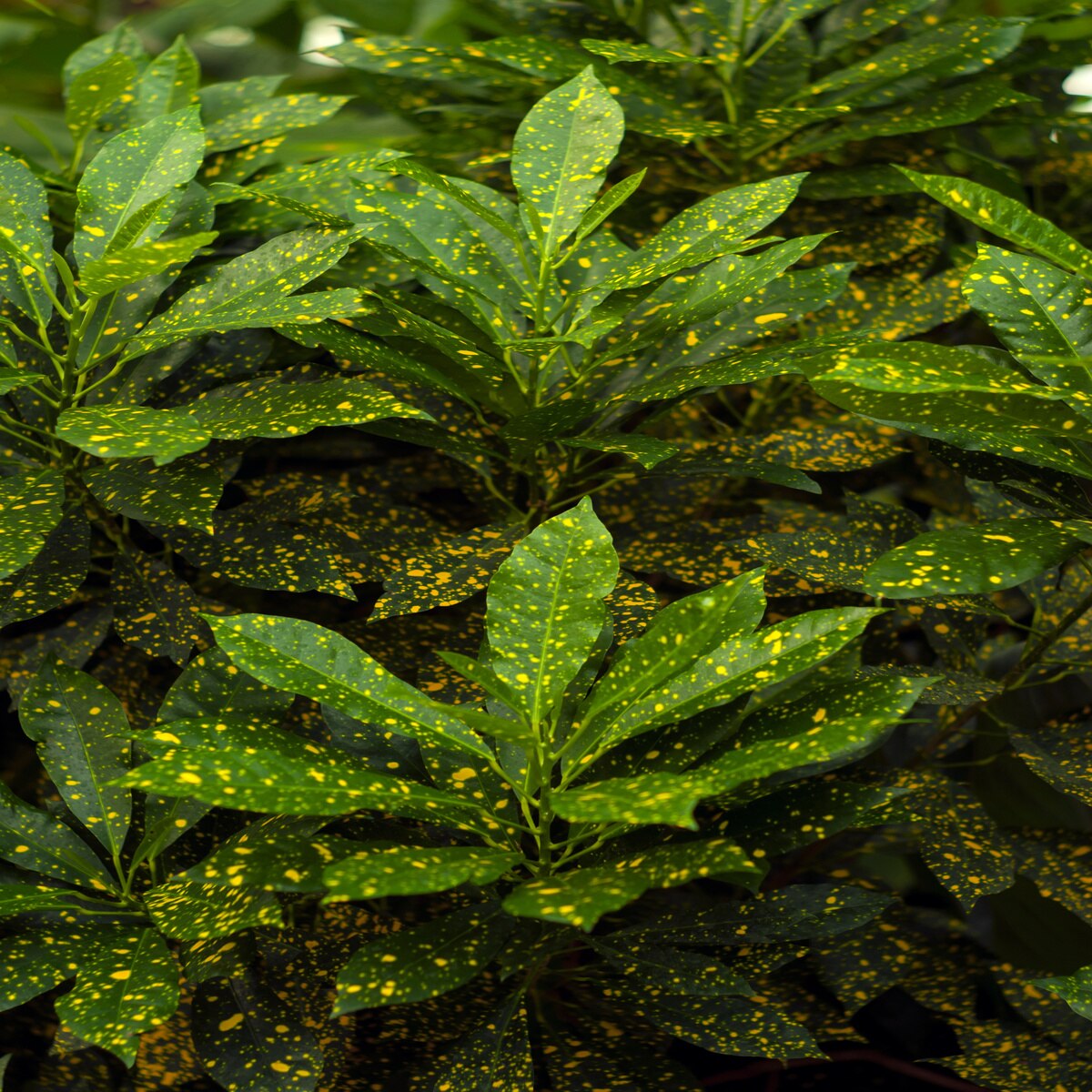Codiaeum Variegatum Gold Dust Croton | SiteOne