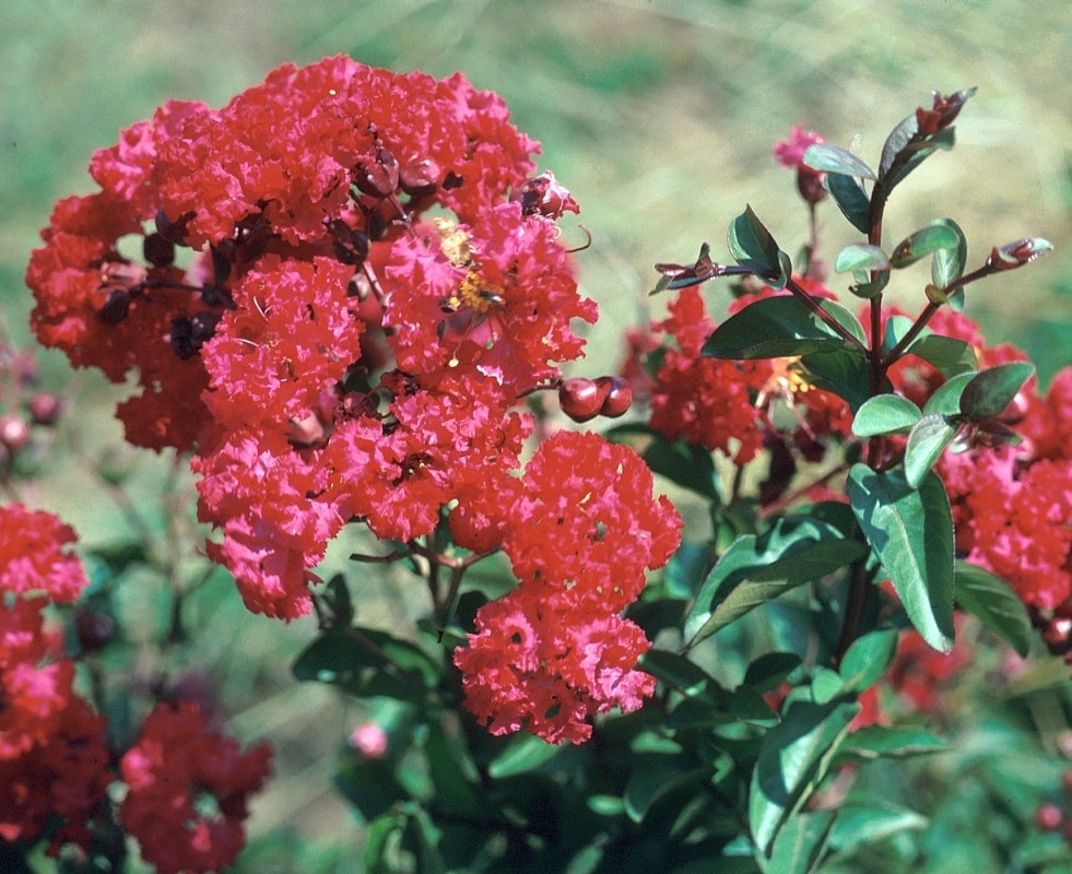 Lagerstroemia Indica Dynamite Crape Myrtle | SiteOne