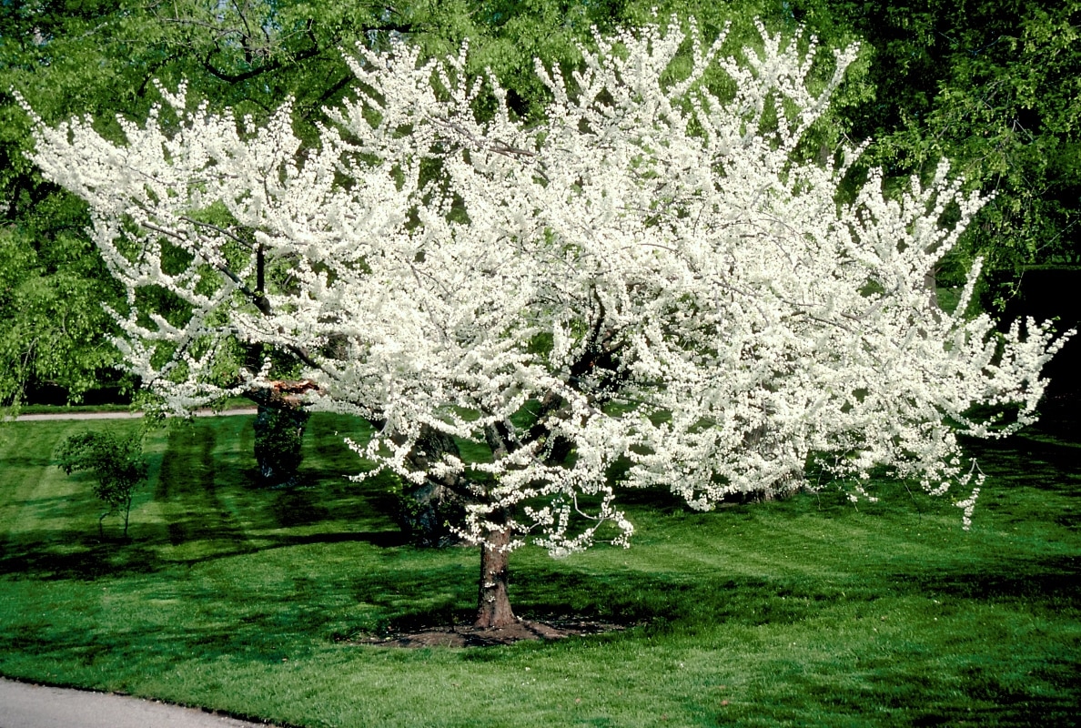 Cercis Canadensis Alba White Eastern Redbud | SiteOne