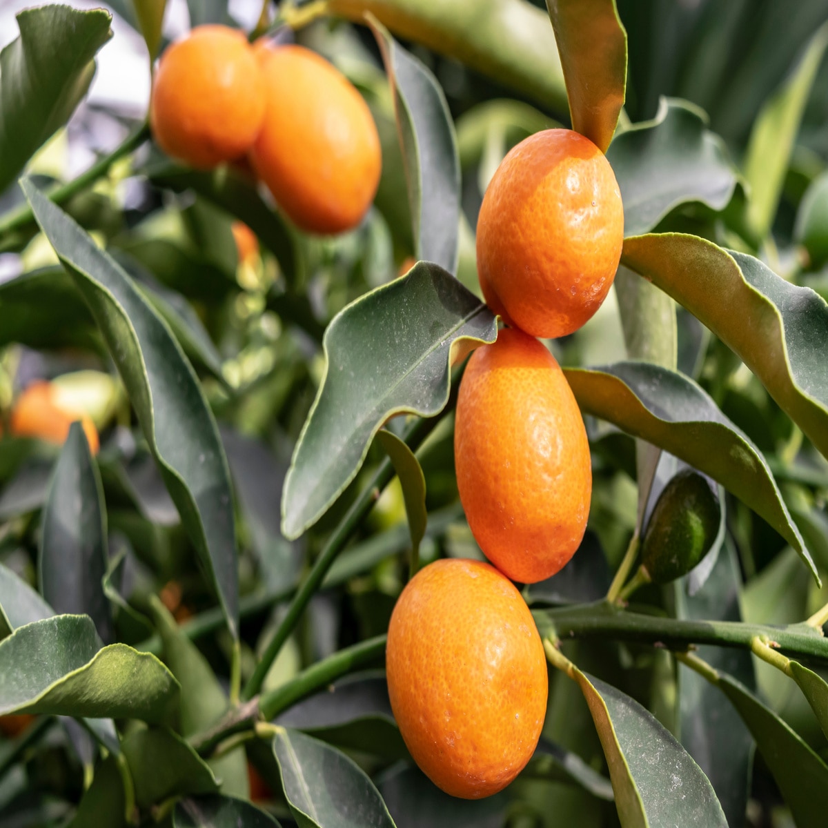 Fortunella Margarita Kumquat | SiteOne