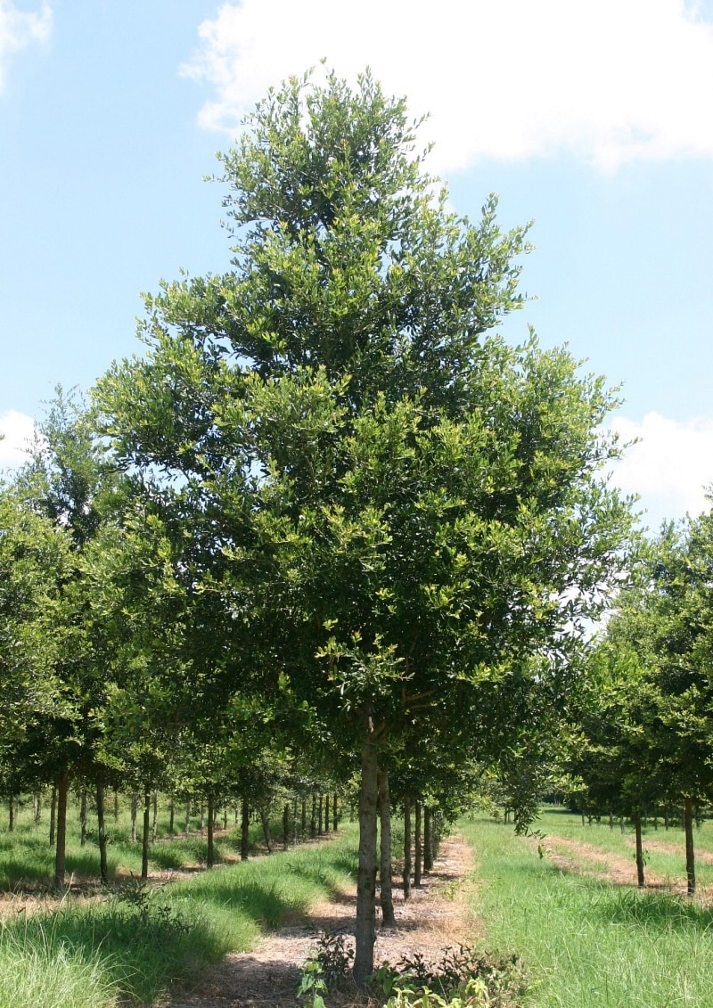 Quercus Virginiana Cathedral Live Oak | SiteOne
