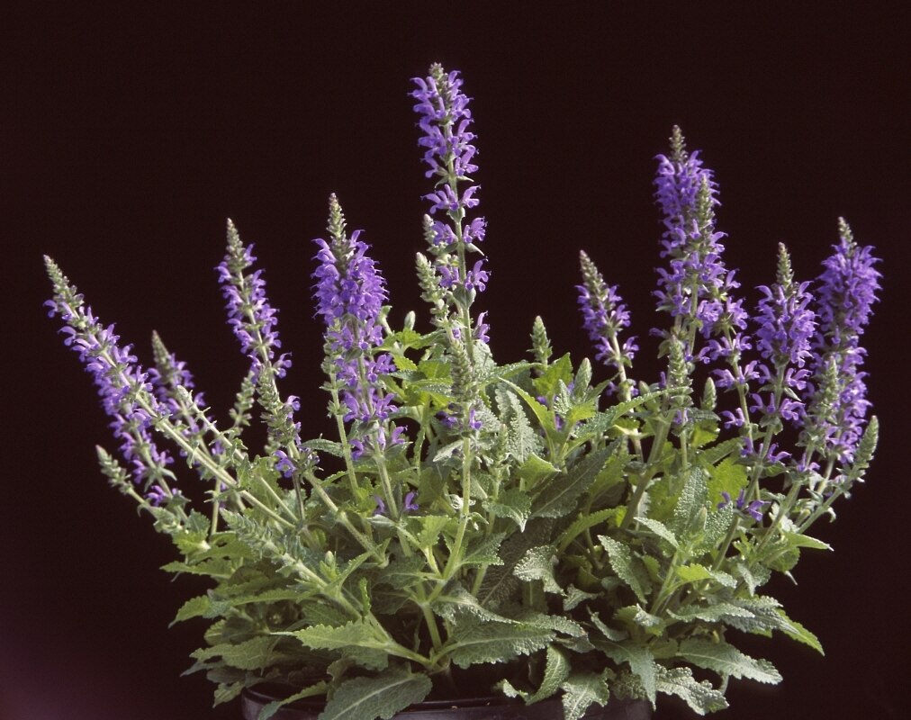 Salvia Nemorosa Haeumanarc Marcus Woodland Sage | SiteOne