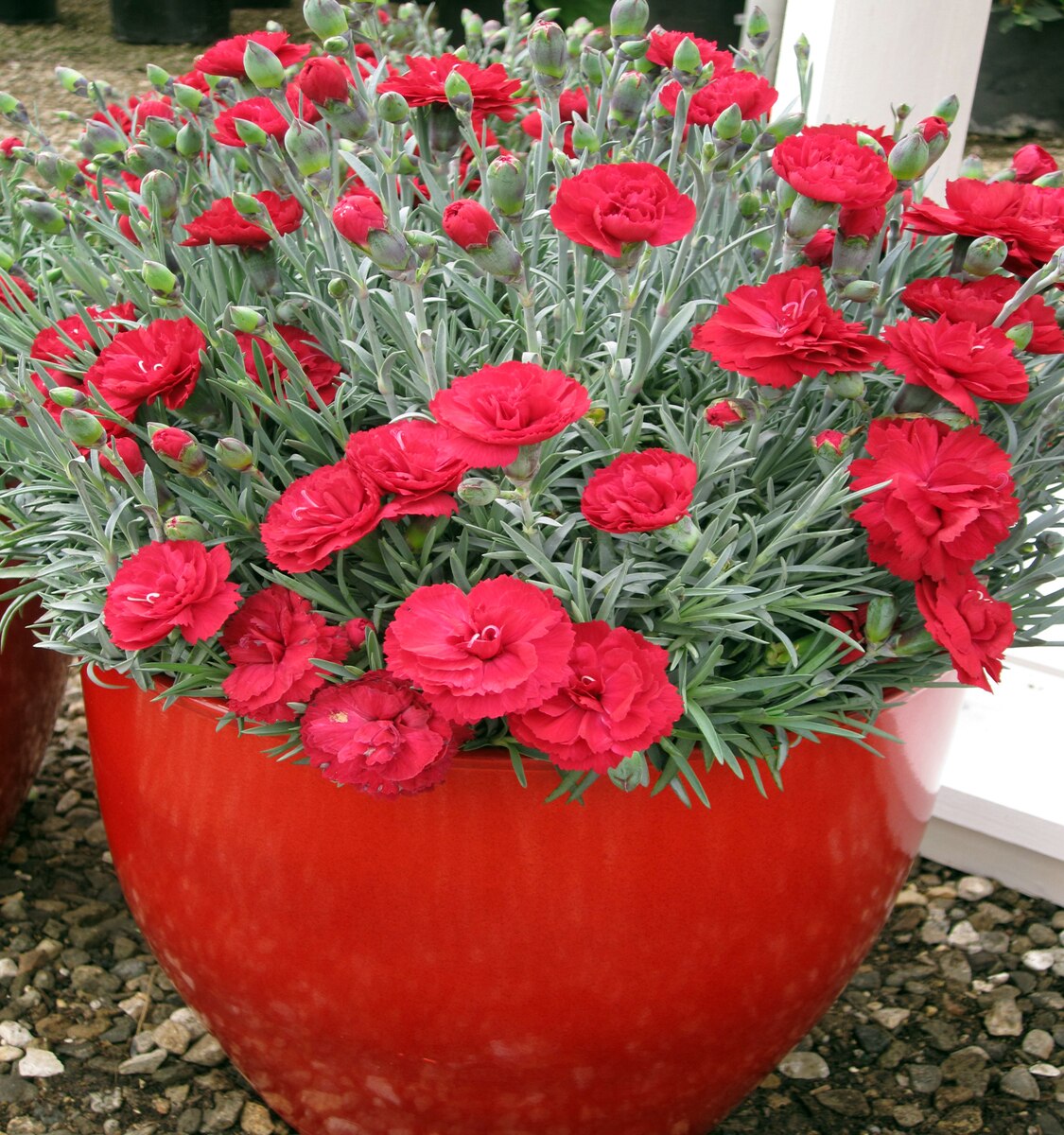 Dianthus X Early Bird Radiance Pinks | SiteOne