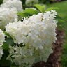 Hydrangea Paniculata Puffer Fish Panicle Hydrangea | SiteOne