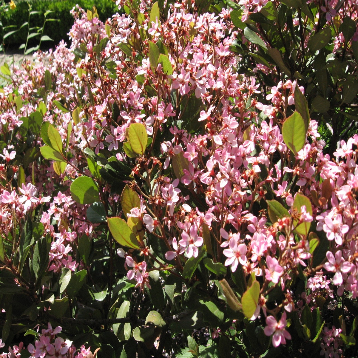Rhaphiolepis Indica Springtime Indian Hawthorn | SiteOne