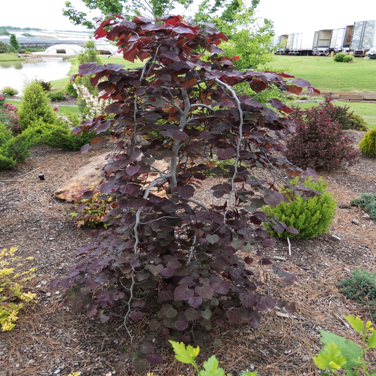 Cercis Canadensis Ruby Falls Weeping Redbud | SiteOne