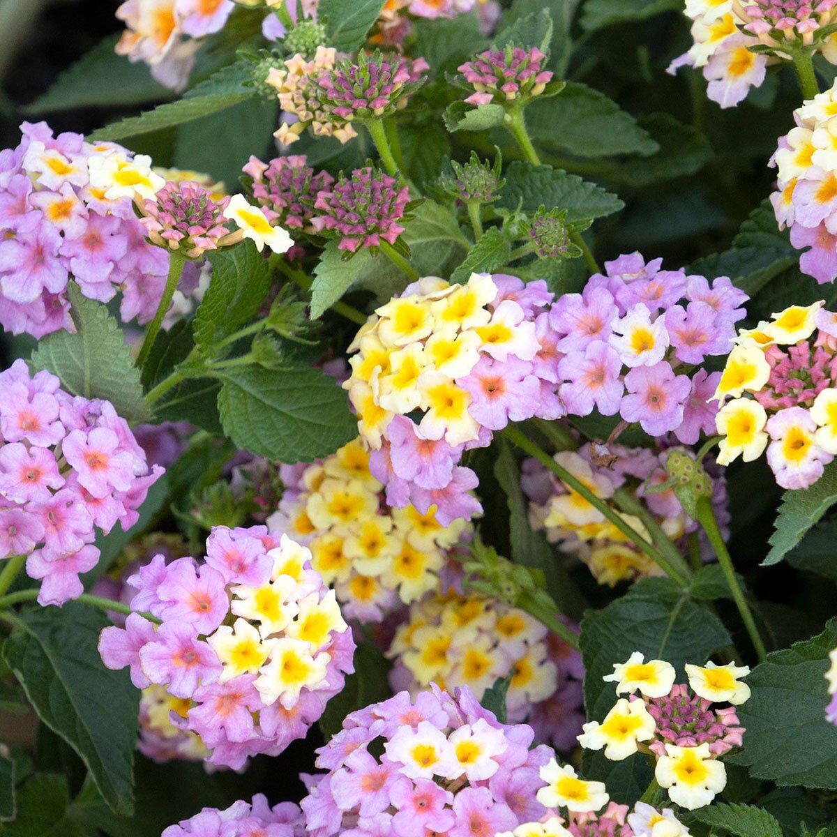 Lantana Camara Mary Ann Lantana | SiteOne