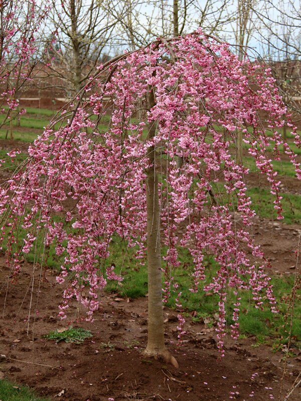 Prunus Persica Pink Cascade Weeping Peach | SiteOne