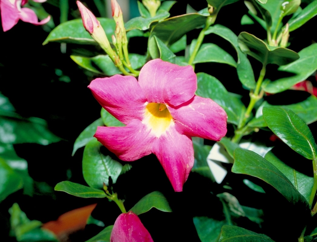 Mandevilla Splendens Shining Mandevilla | SiteOne