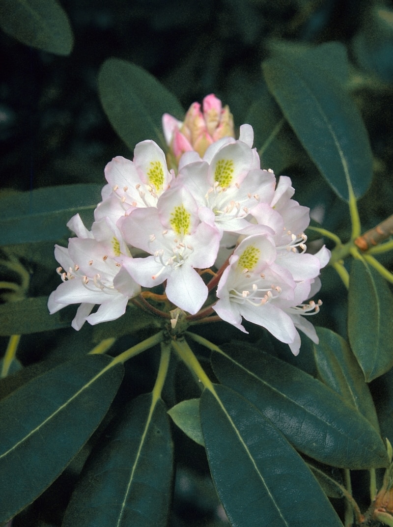 Rhododendron Maximum Rosebay Rhododendron | SiteOne