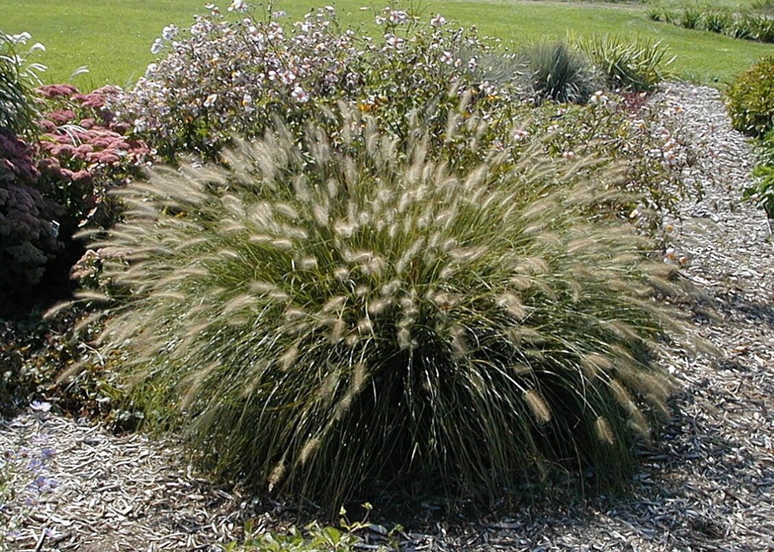 Pennisetum Alopecuroides Hameln Dwarf Fountain Grass | SiteOne