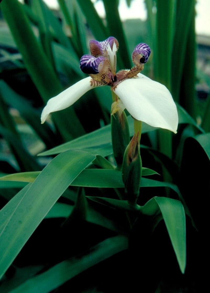 Neomarica Gracilis Giant Apostle Walking Iris | SiteOne
