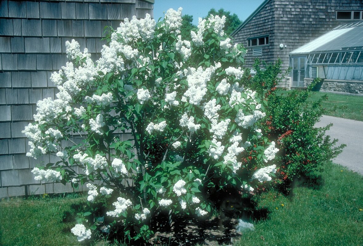 Syringa Vulgaris Alba White Common Lilac | SiteOne