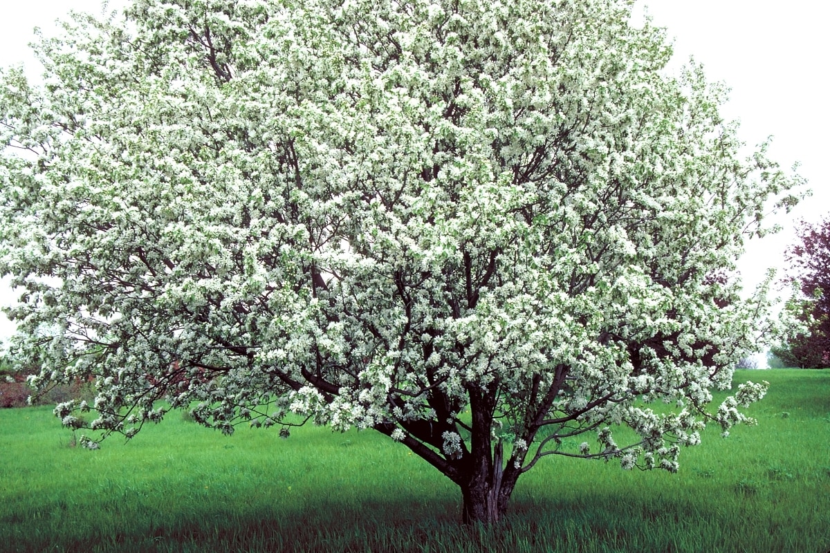 Malus X Spring Snow Crabapple | SiteOne