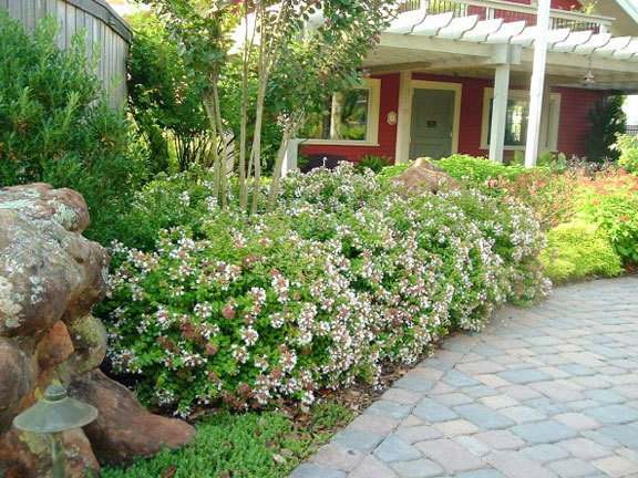 Abelia X Grandiflora Little Richard Glossy Abelia | SiteOne