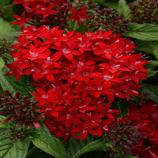 Pentas Lanceolata Lucky Star Dark Red Egyptian Starclus | SiteOne