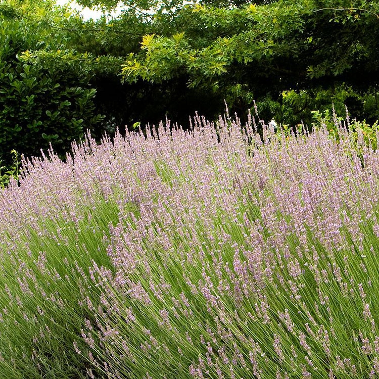 Lavandula X Intermedia Provence Blue Lavandin | SiteOne