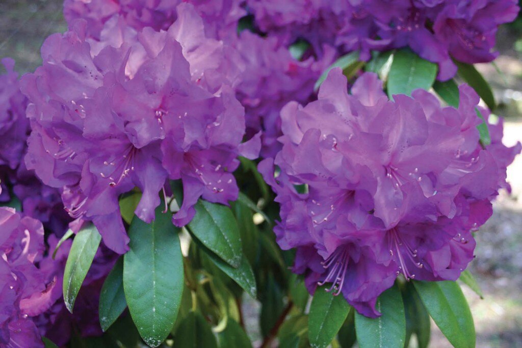 Rhododendron X Purple Passion Rhododendron | SiteOne