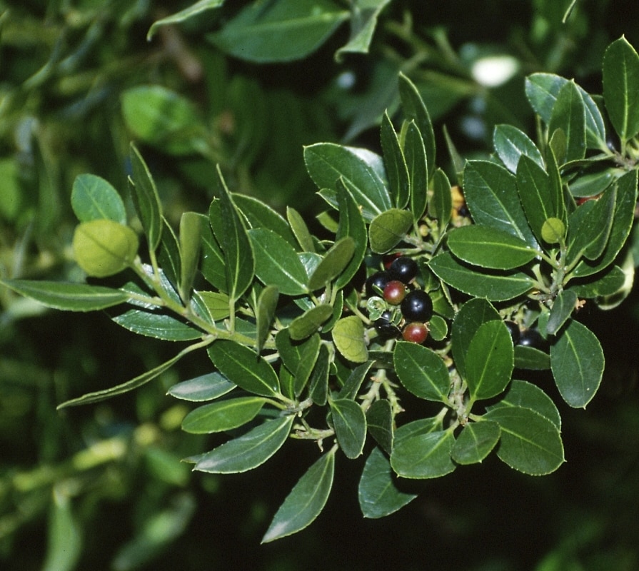 Rhamnus Alaternus Italian Buckthorn | SiteOne