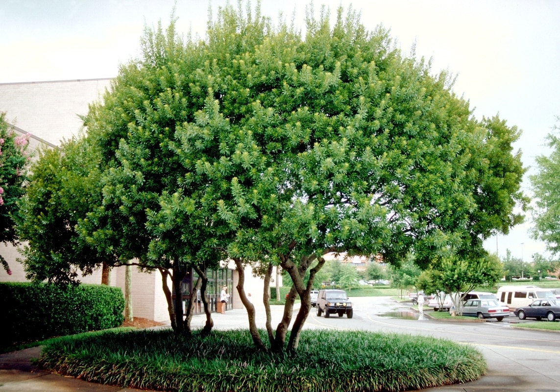 Myrica Cerifera - Wax Myrtle #3 | Flowers, Plants & Shrubs | SiteOne