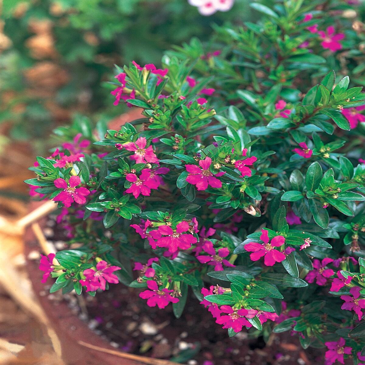 Cuphea Hyssopifola Allyson Mexican Heather | SiteOne