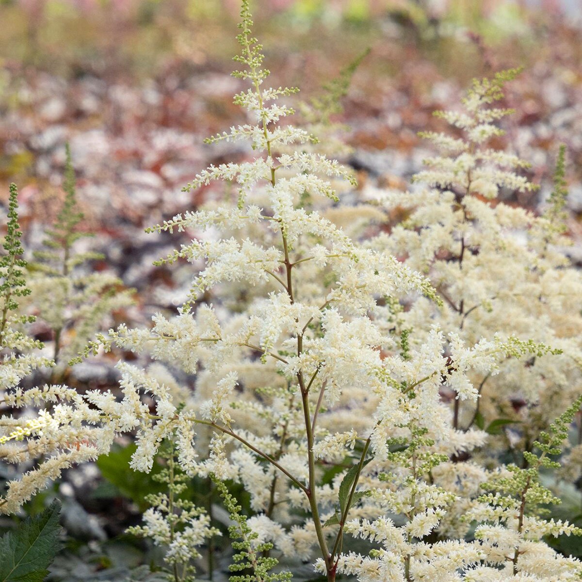 Astilbe Chinensis Vision In White Chinese Astilbe | SiteOne