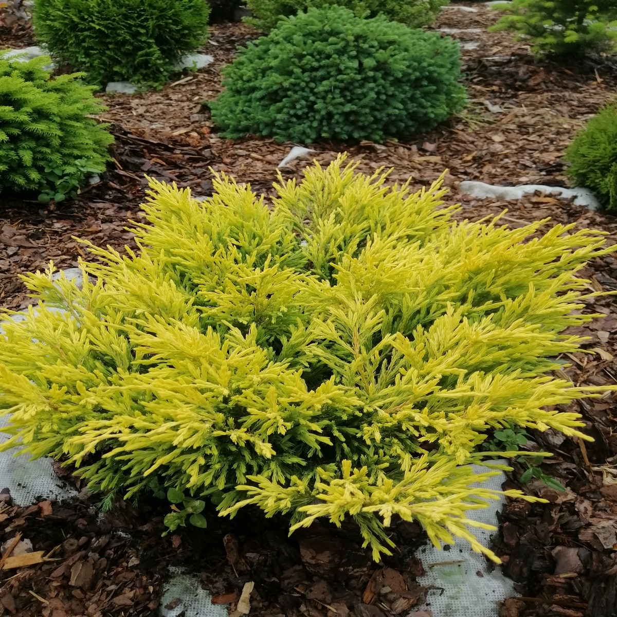 Juniperus Horizontalis Limeglow Creeping Juniper | SiteOne
