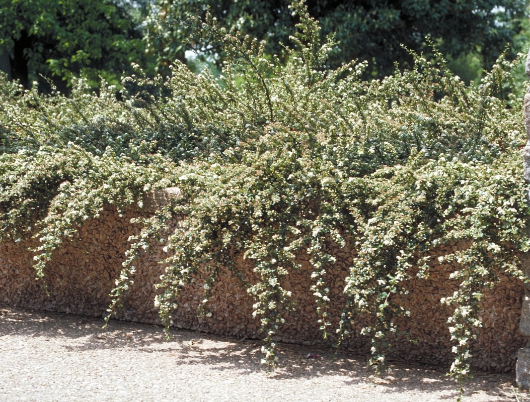 Cotoneaster Horizontalis Rockspray Cotoneaster | SiteOne