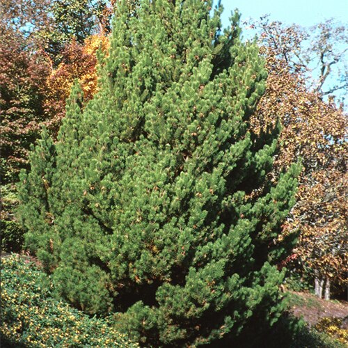 Pinus Strobus Contorta Eastern White Pine | SiteOne