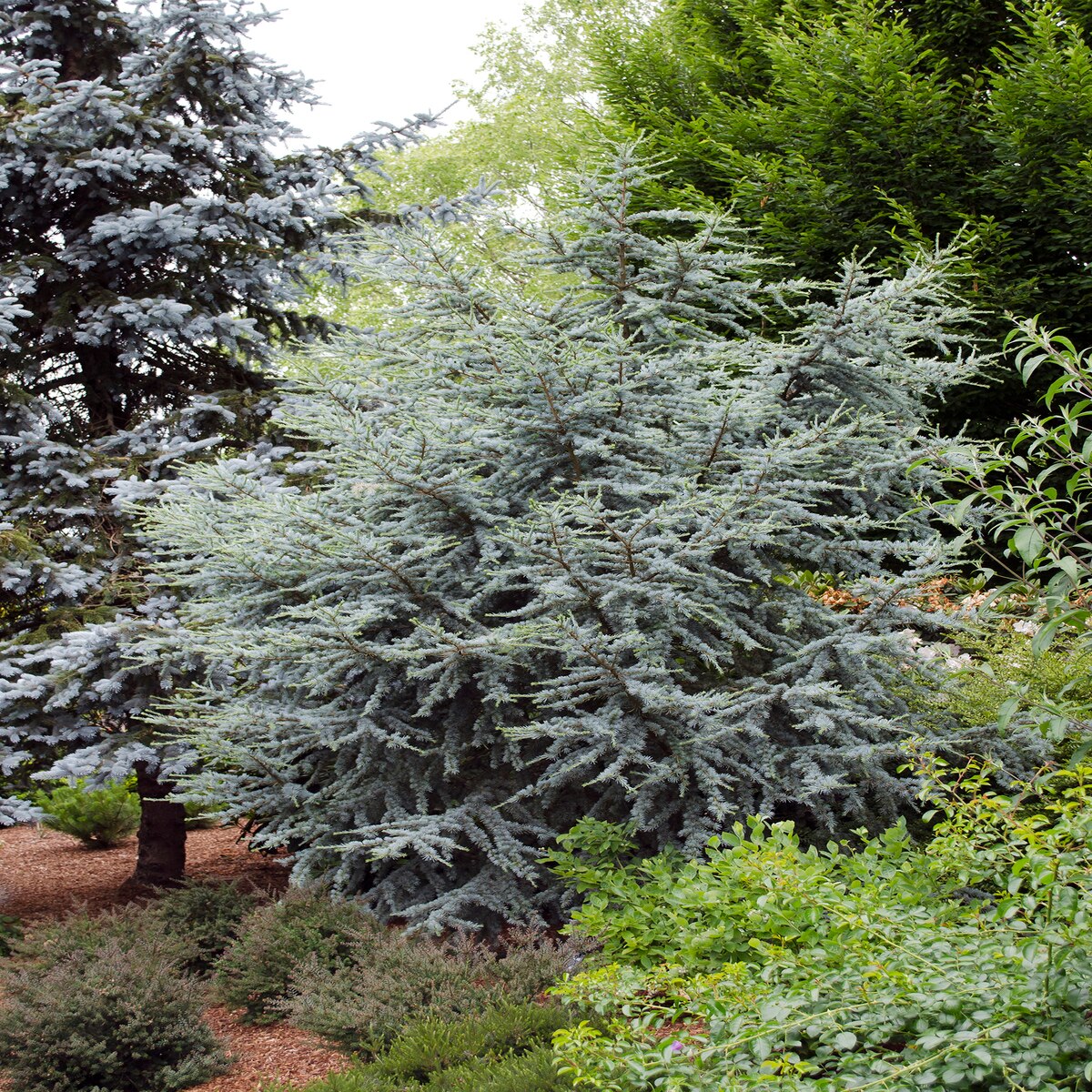 Cedrus Atlantica Horstmann Blue Atlas Cedar | SiteOne
