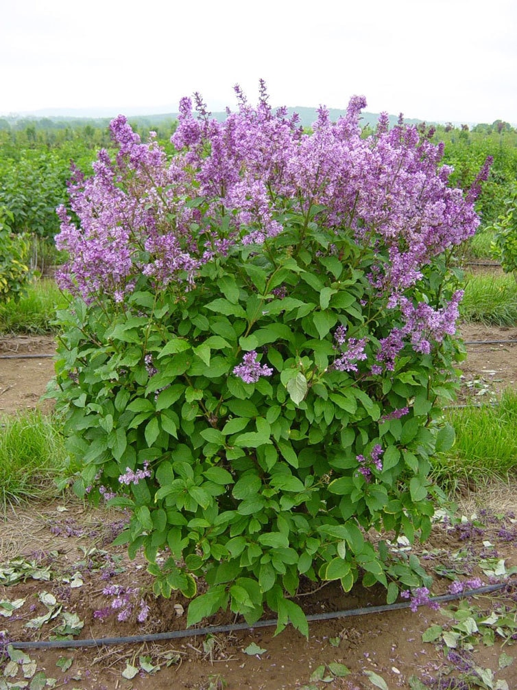 Syringa X Prestoniae Donald Wyman Lilac | SiteOne