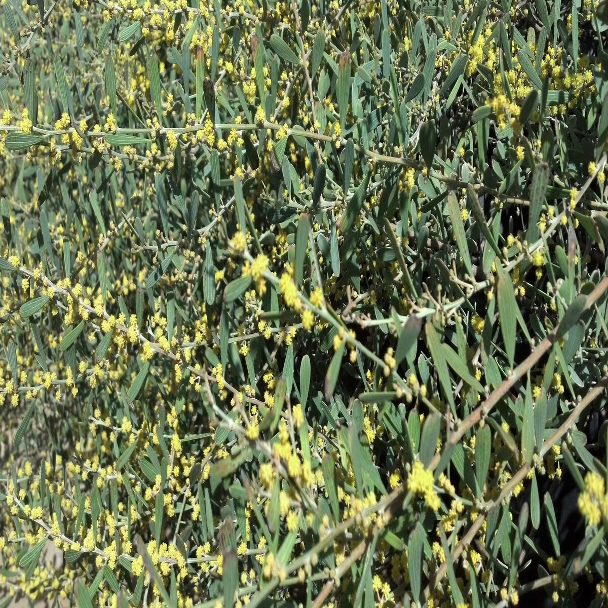 Acacia Redolens Low Boy Prostrate Acacia | SiteOne