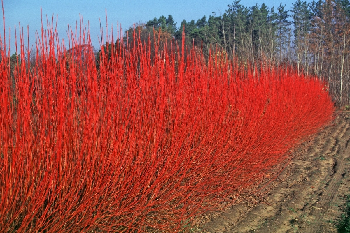 Cornus Sericea Cardinal Red Twig Dogwood | SiteOne
