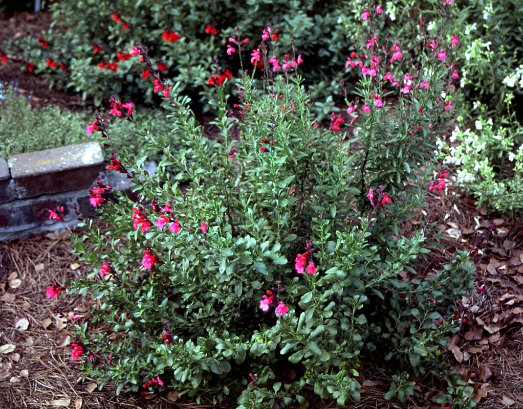 Salvia Greggii Autumn Sage | SiteOne