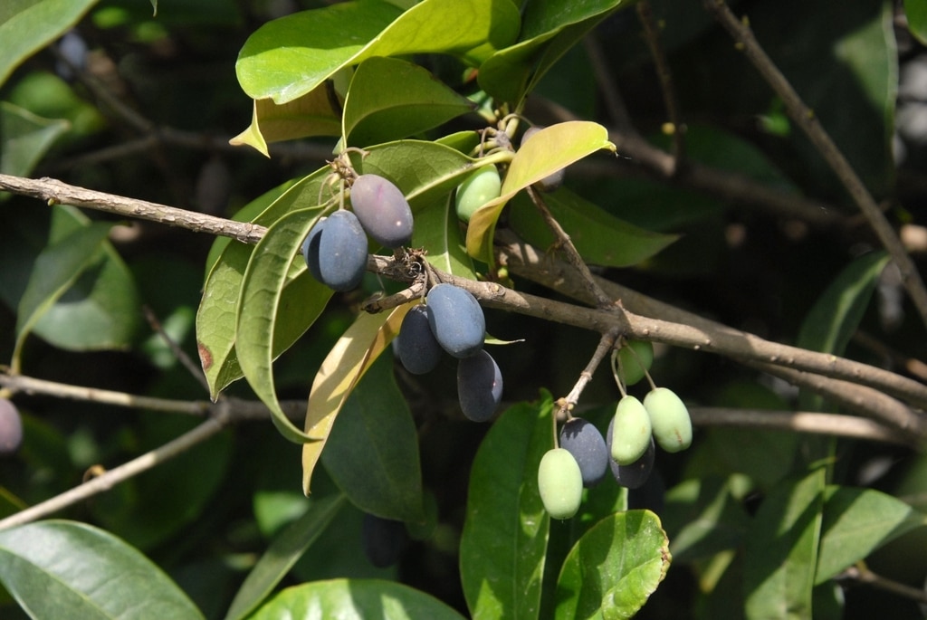 Osmanthus Fragrans Tea Olive | SiteOne