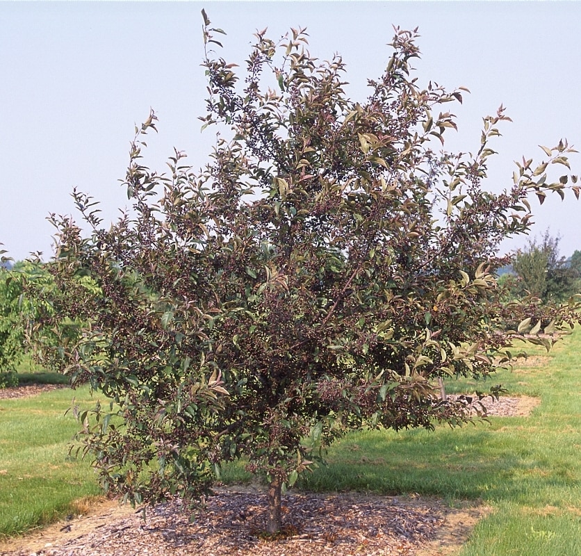 Malus X Purple Prince Crabapple | SiteOne