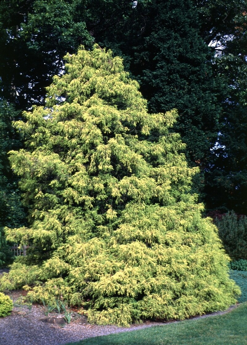 Chamaecyparis Pisifera Gold Spangle Japanese Falsecypre | SiteOne