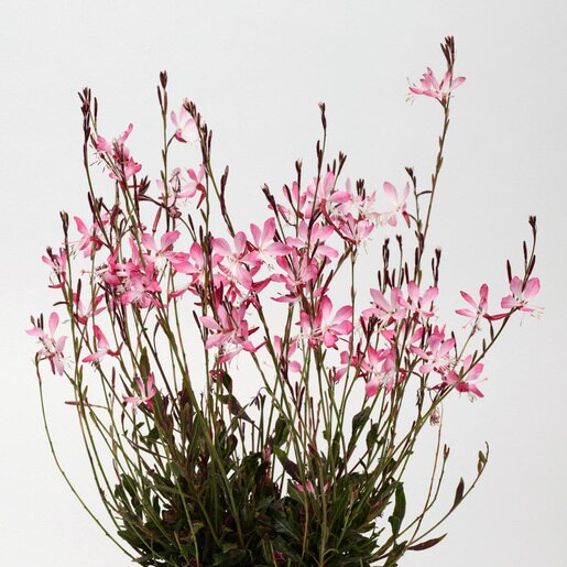 Gaura Lindheimeri Little Janie Gaura #SP4 Container | SiteOne