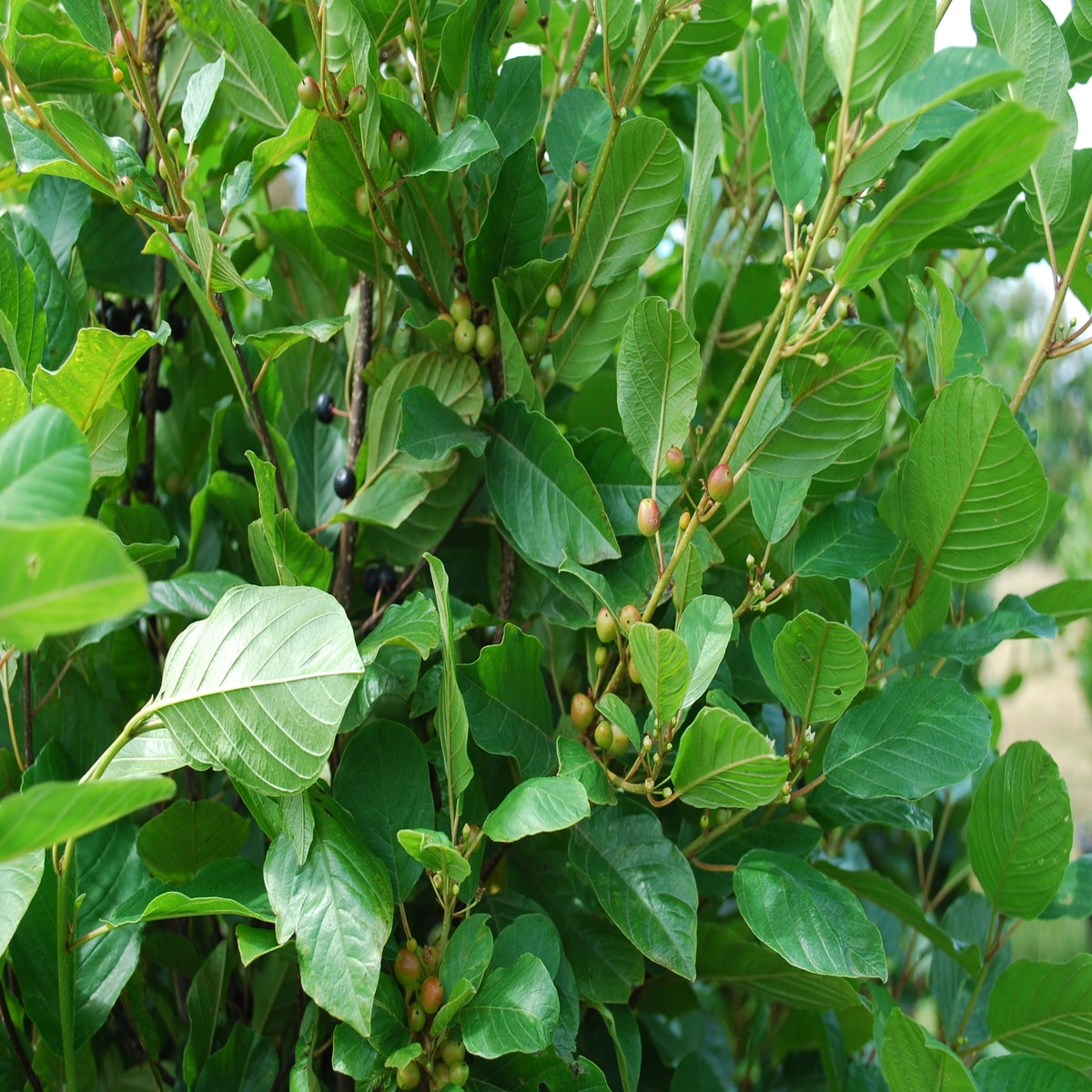 Rhamnus Frangula Columnaris Alder Buckthorn | SiteOne