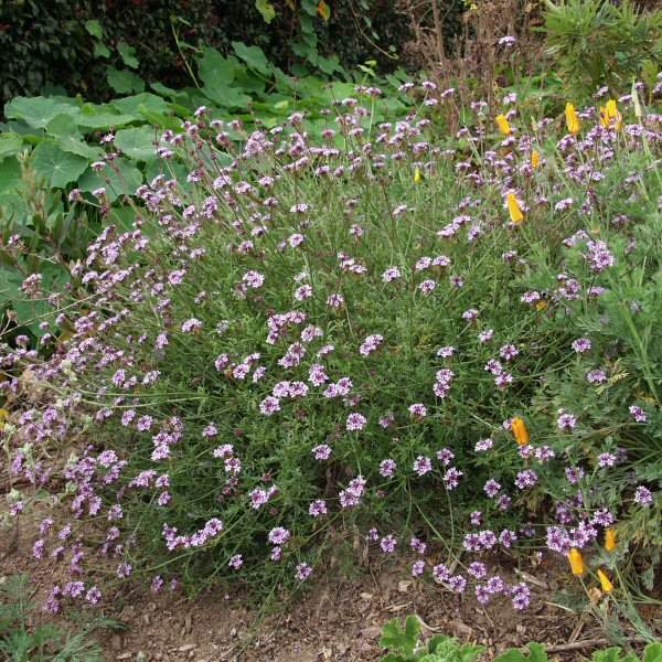 Verbena Lilacina De La Mina Purple Cedros Island Verben | SiteOne