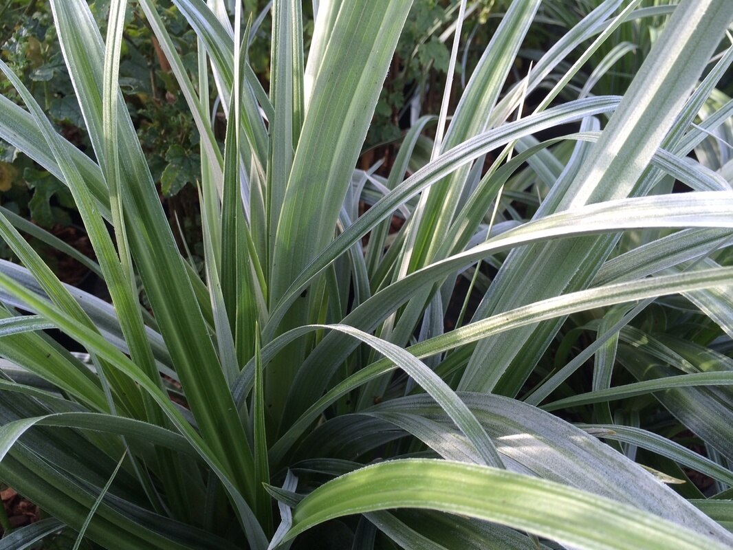 Astelia Chathamica Silver Spear Maori Flax | SiteOne