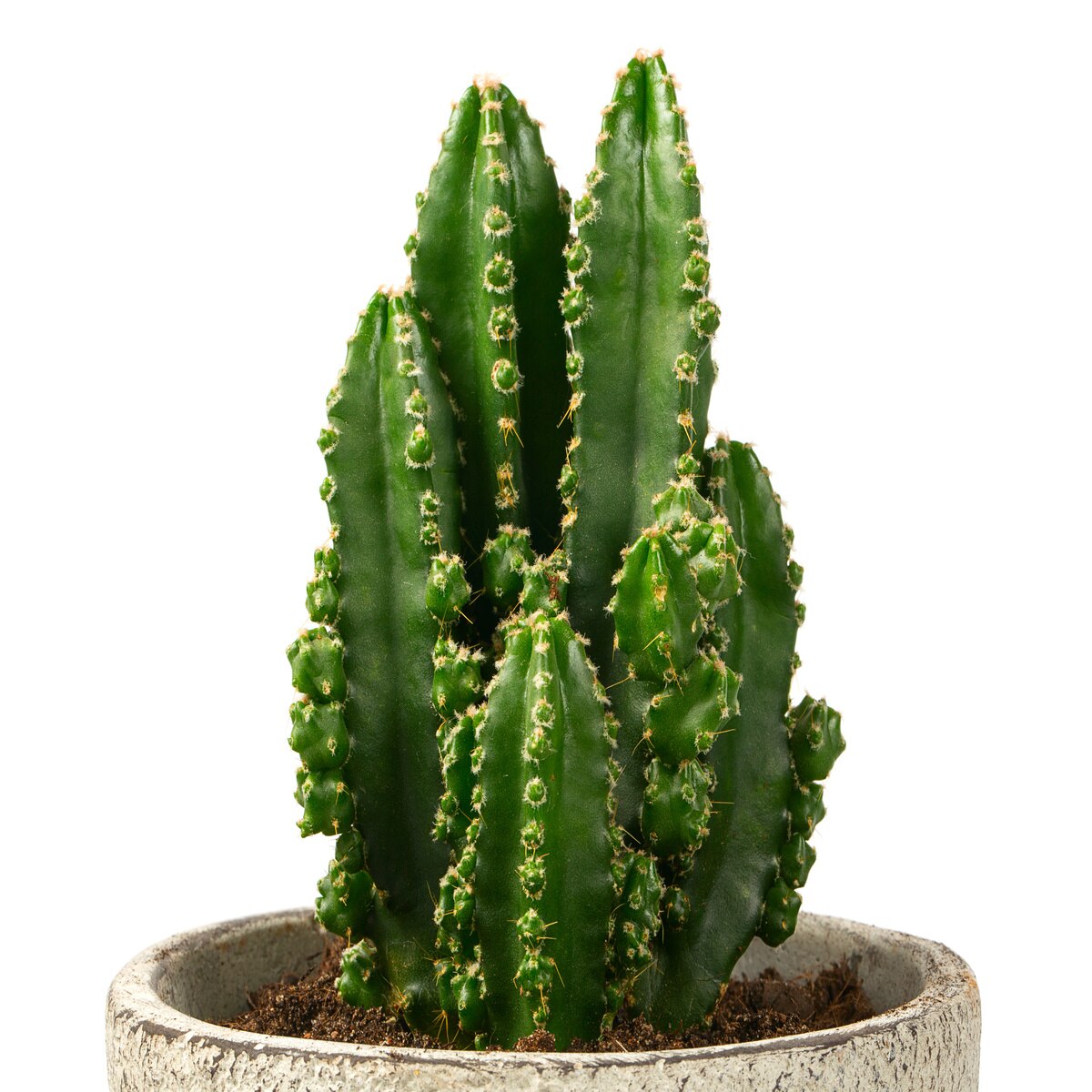 Cereus Peruvianus Peruvian Cactus | SiteOne