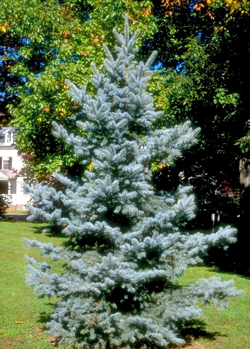 Picea Pungens Bakeri Colorado Spruce | SiteOne