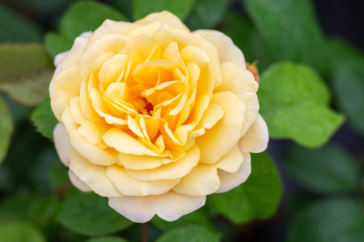 Rosa X Meikaquinz Moonlight Romantica Hybrid Tea Rose | SiteOne