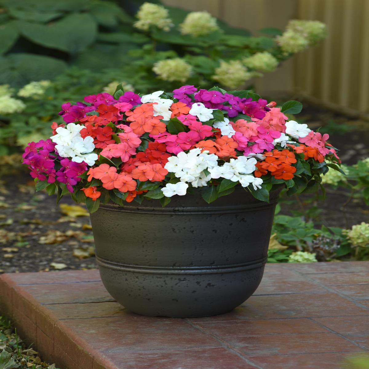Impatiens Walleriana Beacon Formula Mixture Impatiens | SiteOne