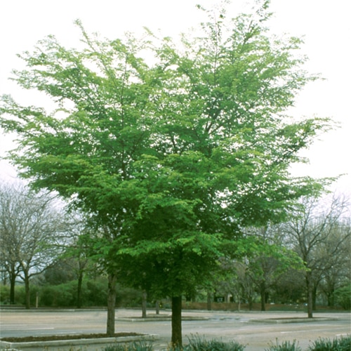 Ulmus Davidiana var. Japonica Morton Accolade Elm | SiteOne