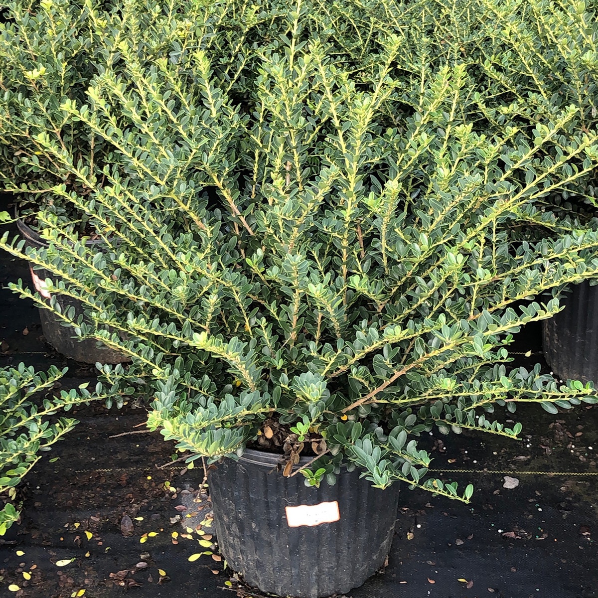 Ilex Crenata Helleri Japanese Holly | SiteOne