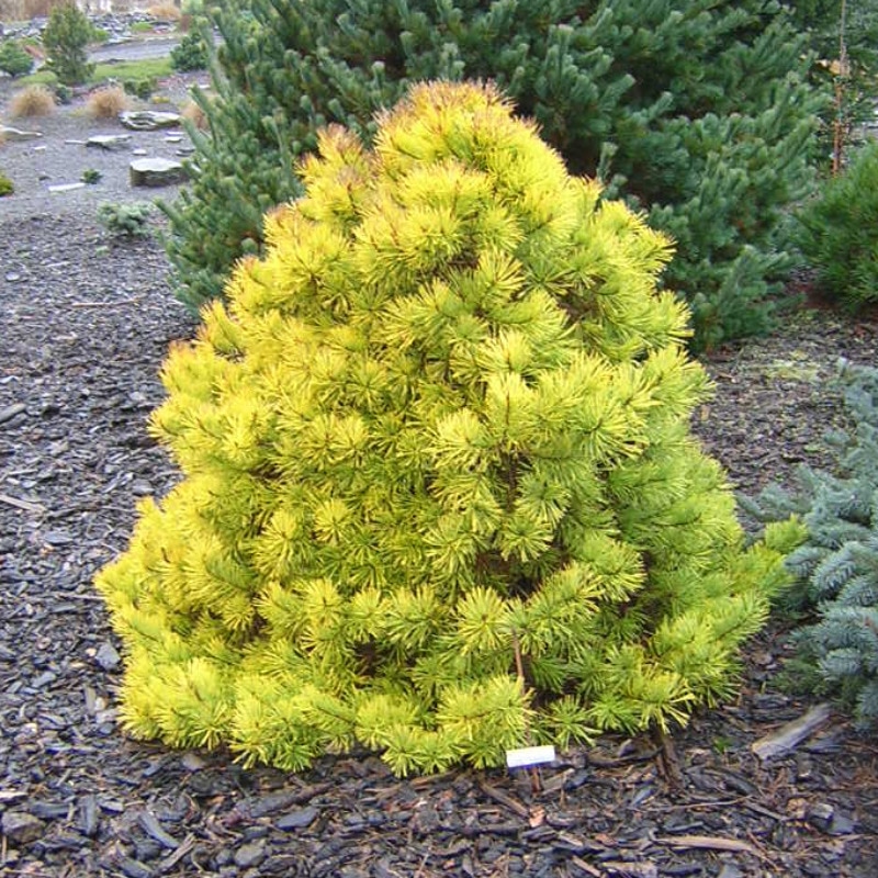 Pinus Sylvestris Gold Coin Scots Pine | SiteOne